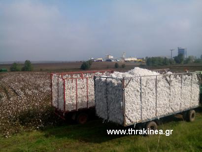 Βαμακοκαλλιέργεια: Σε φυσιολογικά επίπεδο το πράσινο και ρόδινο ...